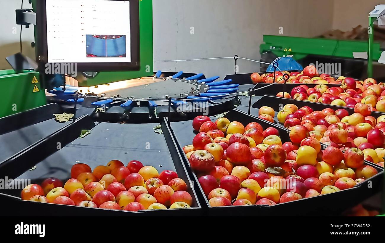 Automated apple sorting machine with conveyor belt and computer monitor ...
