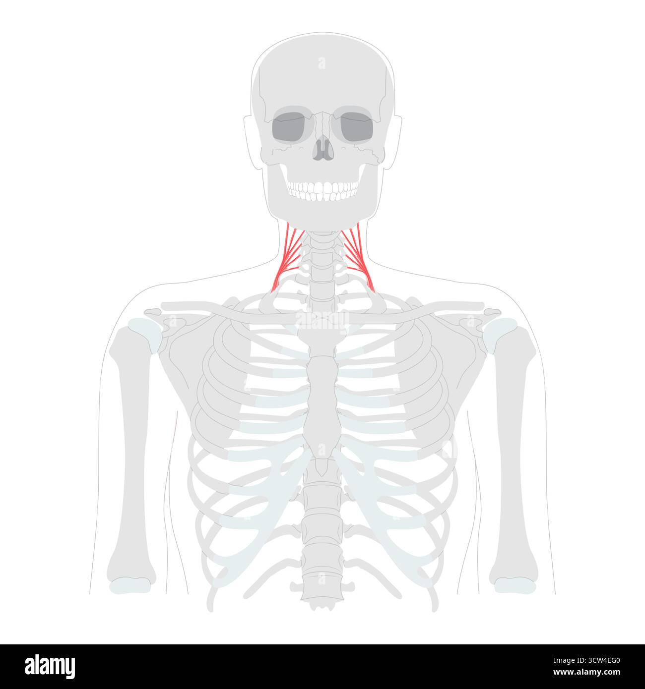 Cervical spine airway hi-res stock photography and images - Alamy