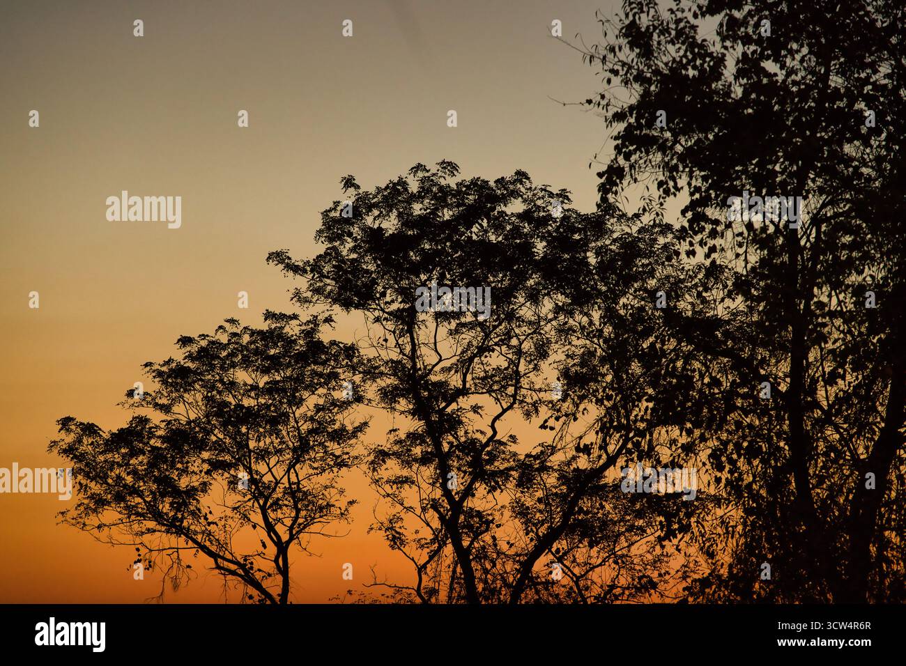 Tree line sunset Stock Photo - Alamy