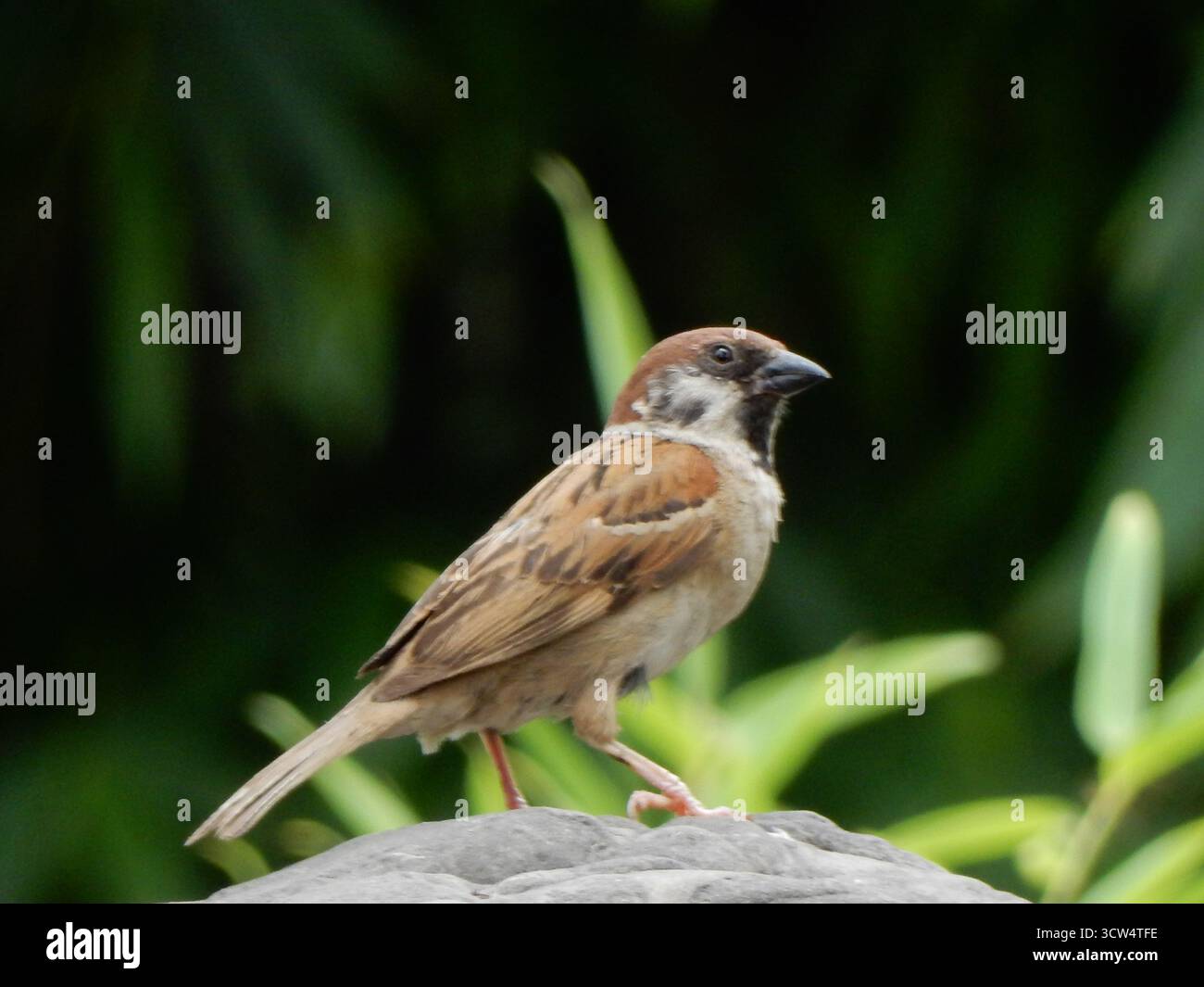 A sparrow perched on a rock in a park in Luoyang, China Stock Photo - Alamy