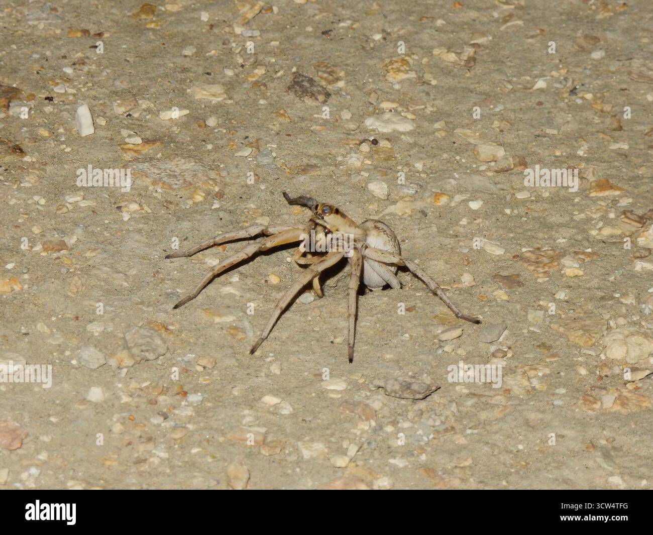 A spider in the Karakum Desert next to the Darvaza Gas Crater in ...