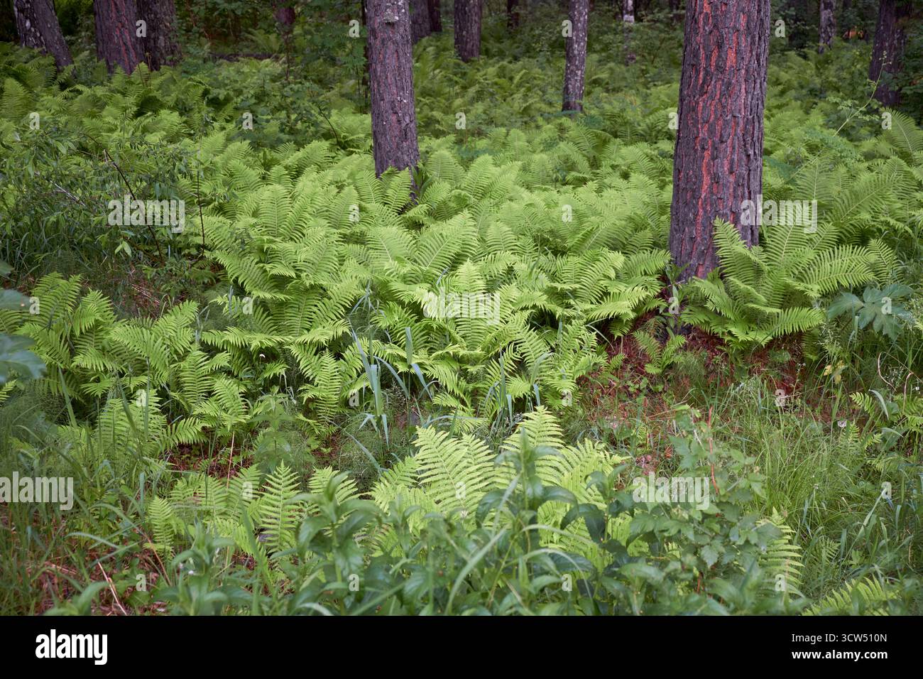 Pine forest with fern Matteuccia struthiopteris in Altai. Common names ...