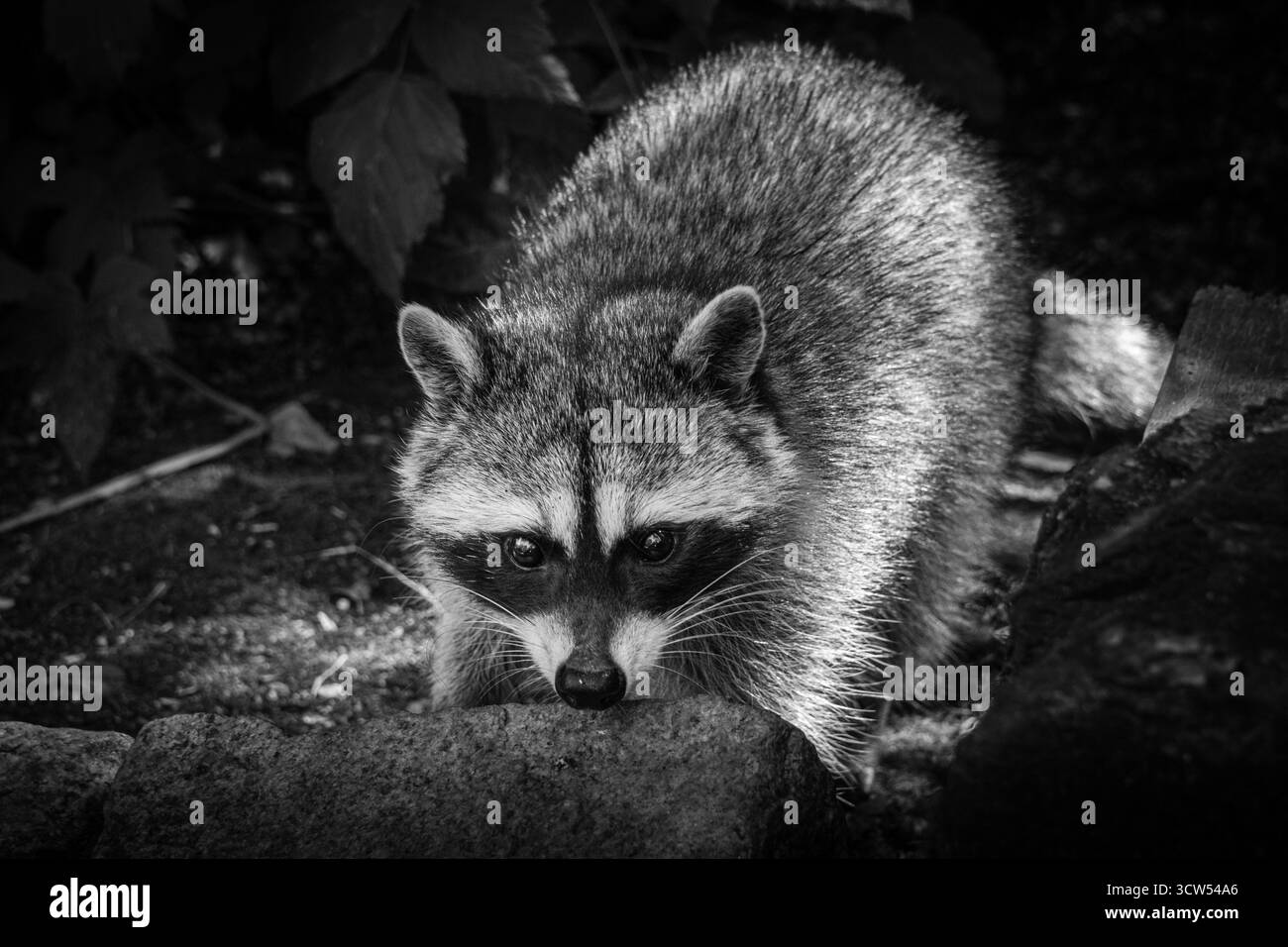 Cute raccoon animal landscape Black and White Stock Photos & Images - Alamy