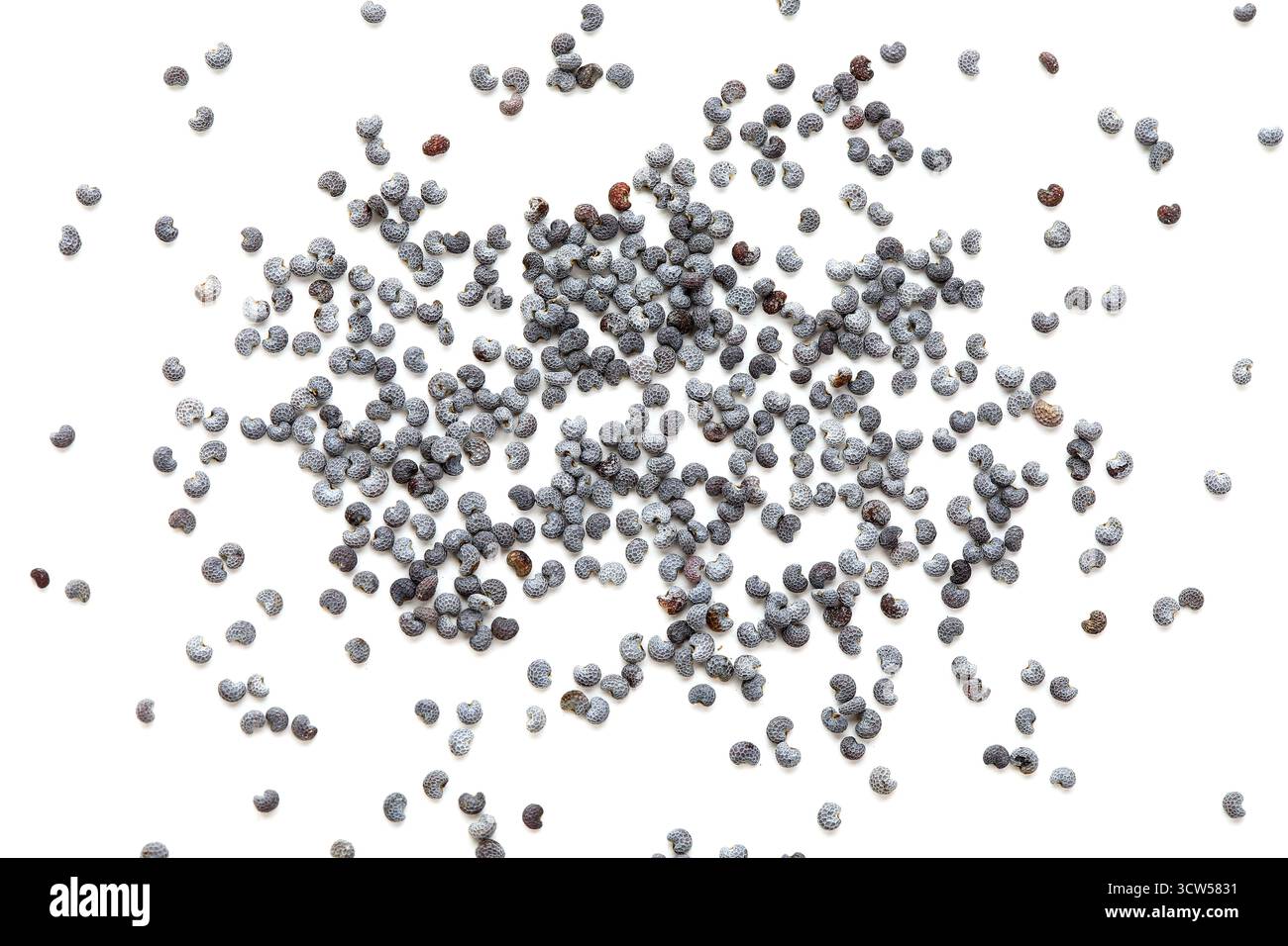 Dried poppy seeds plant Cut Out Stock Images & Pictures - Alamy