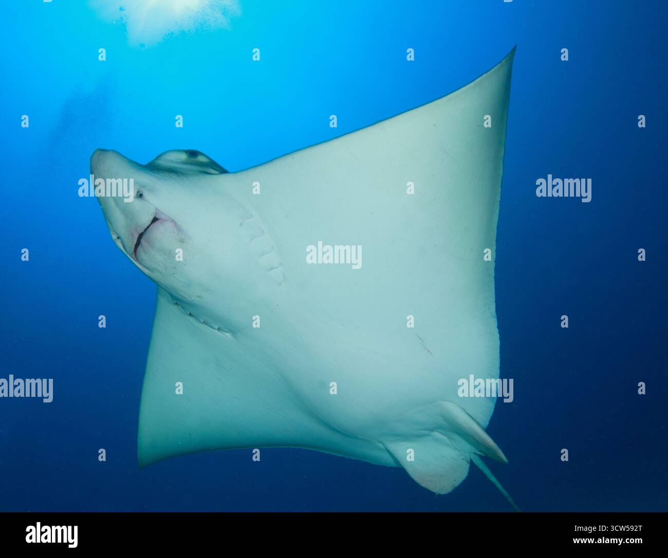 A stingray glides through the ocean above my head Stock Photo - Alamy