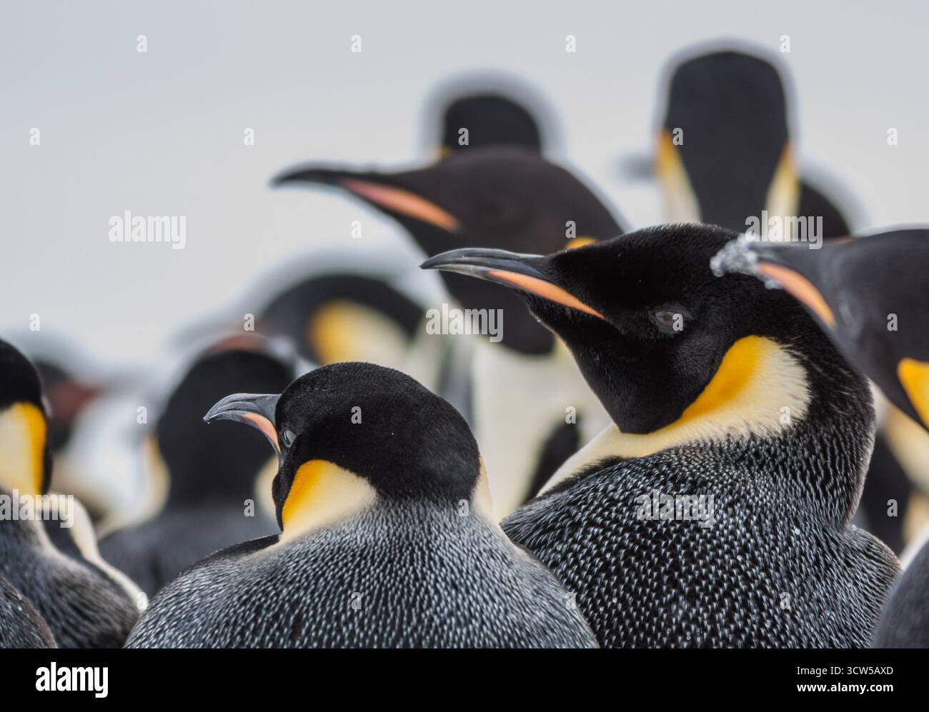 Group penguins facing hi-res stock photography and images - Alamy