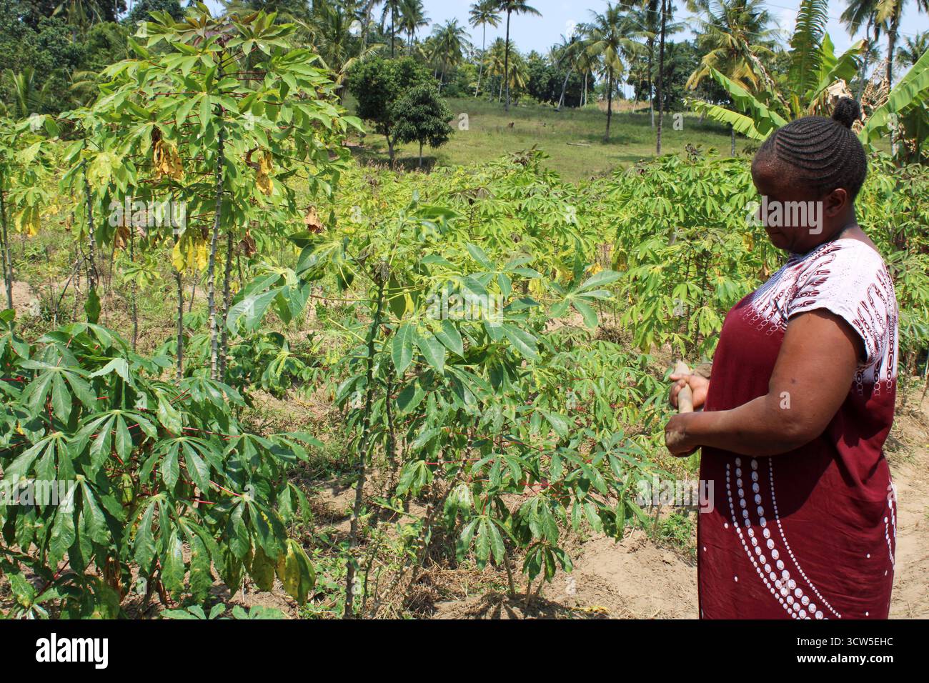 Elizabeth Amina Kadenge, a 41-year-old farmer, works on her farm in ...