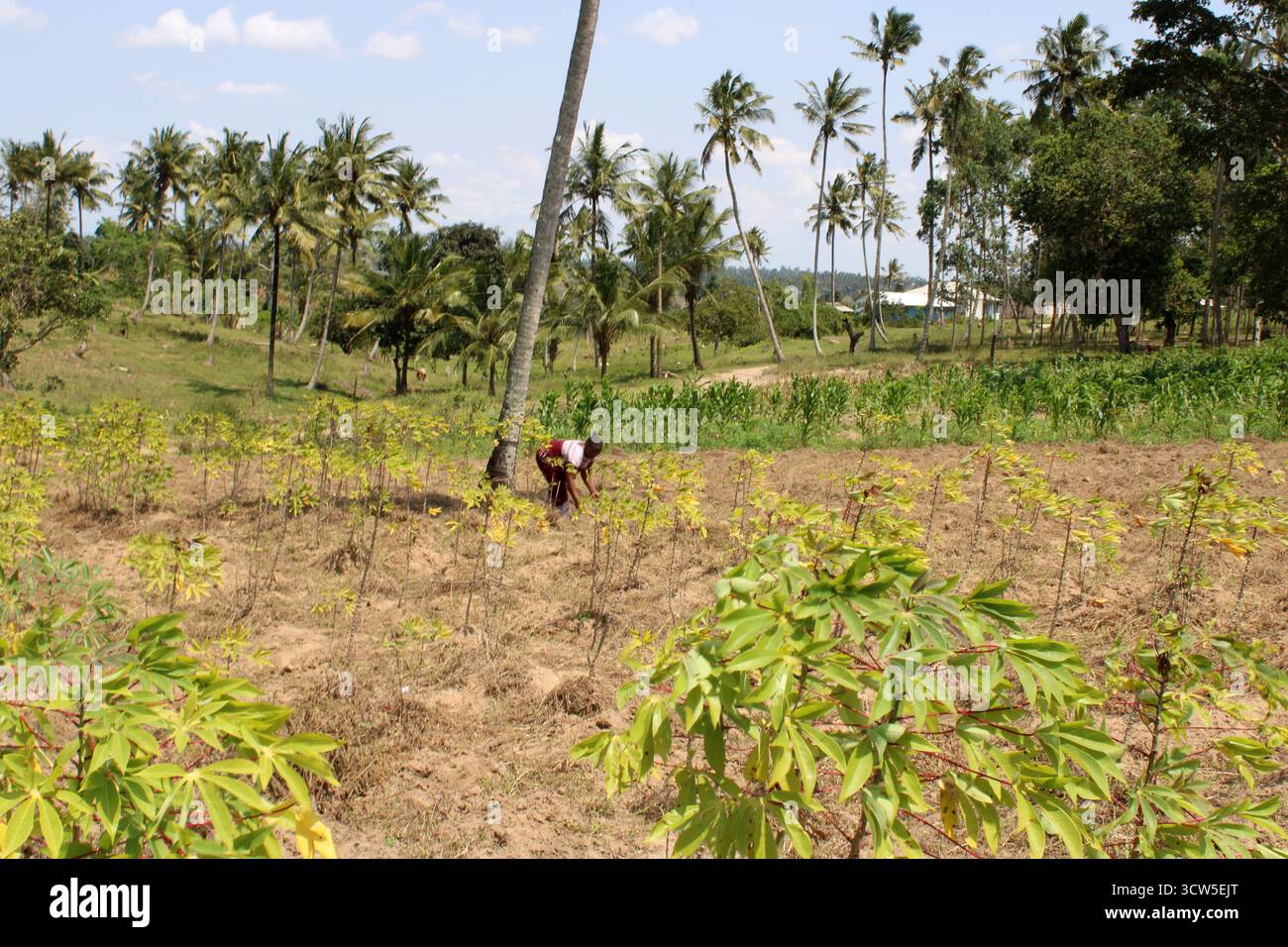 Elizabeth Amina Kadenge, a 41-year-old farmer, works on her farm in ...