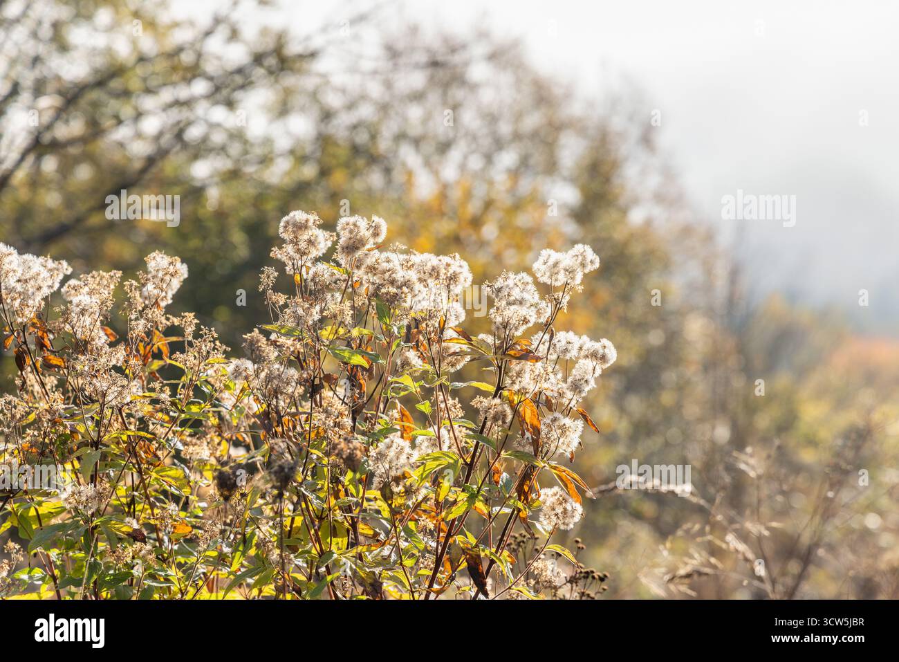 Autumnal field with soft white seed heads and yellowing leaves under a ...