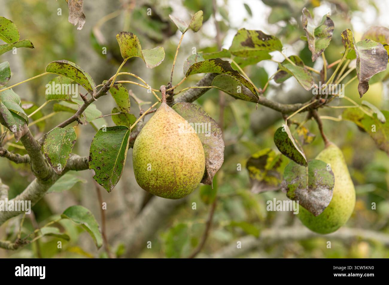 Gardening. Pyrus Pear fruit growing on an Amsterdam orchard ready to be ...