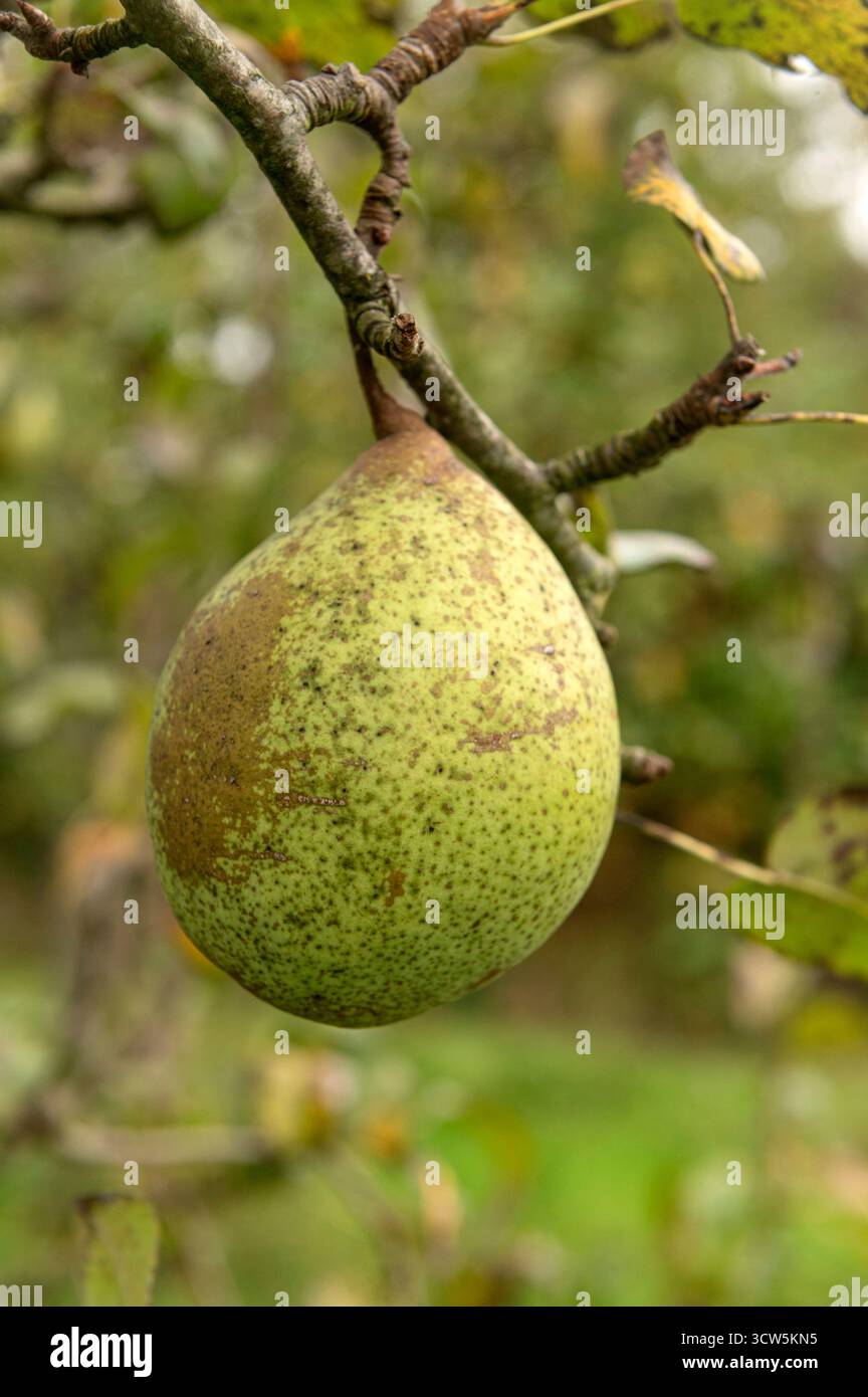Gardening. Pyrus Pear fruit growing on an Amsterdam orchard ready to be ...