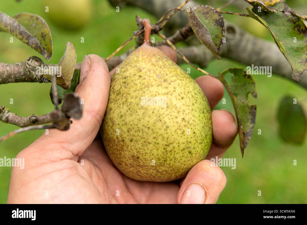 Gardening. Pyrus Pear fruit growing on an Amsterdam orchard ready to be ...