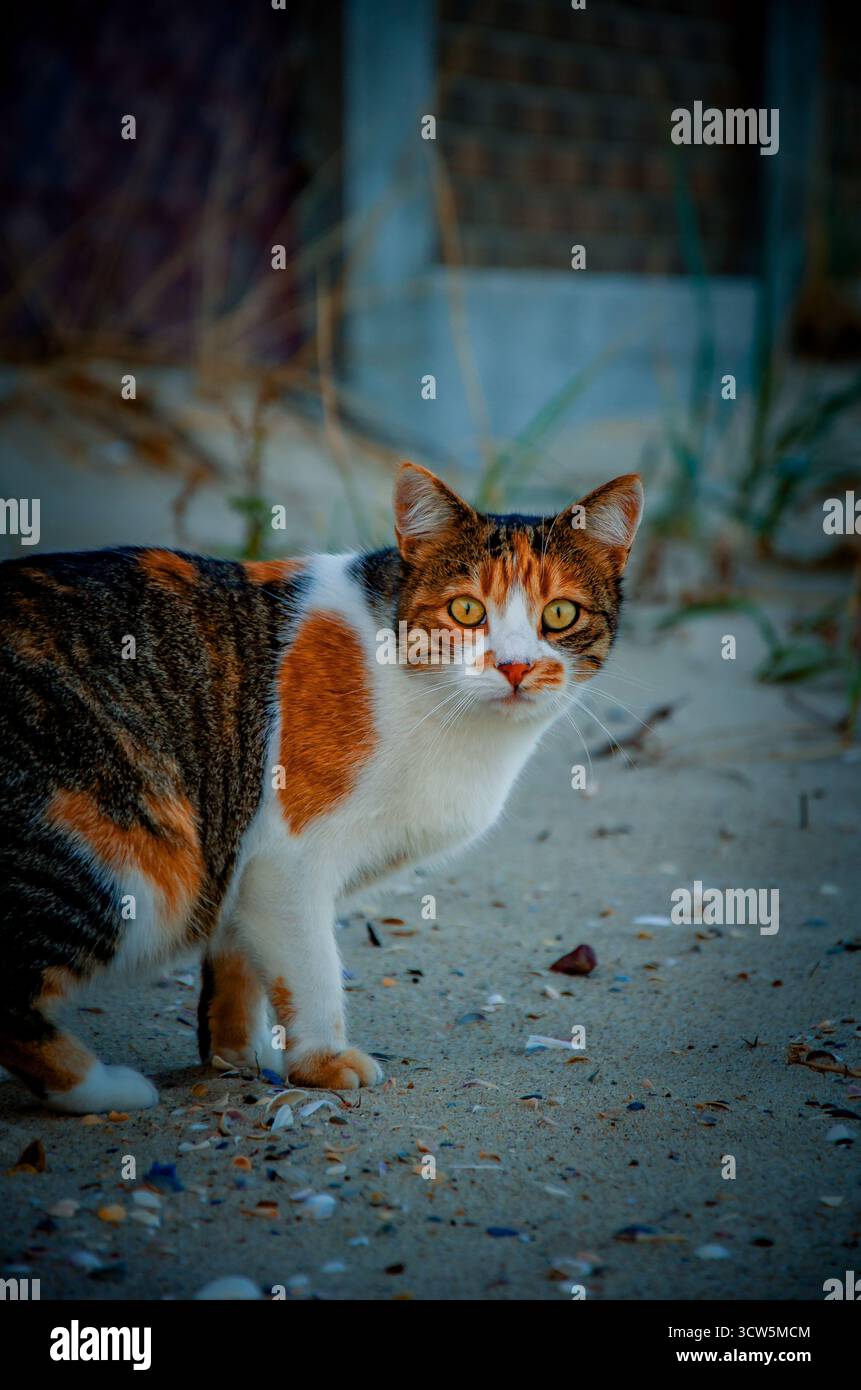 Stray calico cat bright hi-res stock photography and images - Alamy