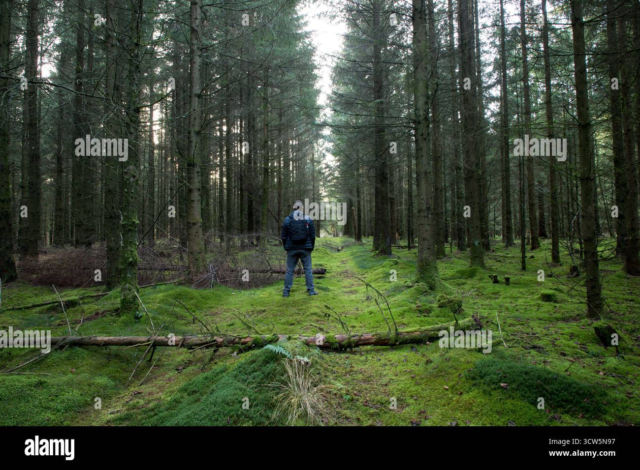 man standing in pine forest on moss coveres ground back view looking ...