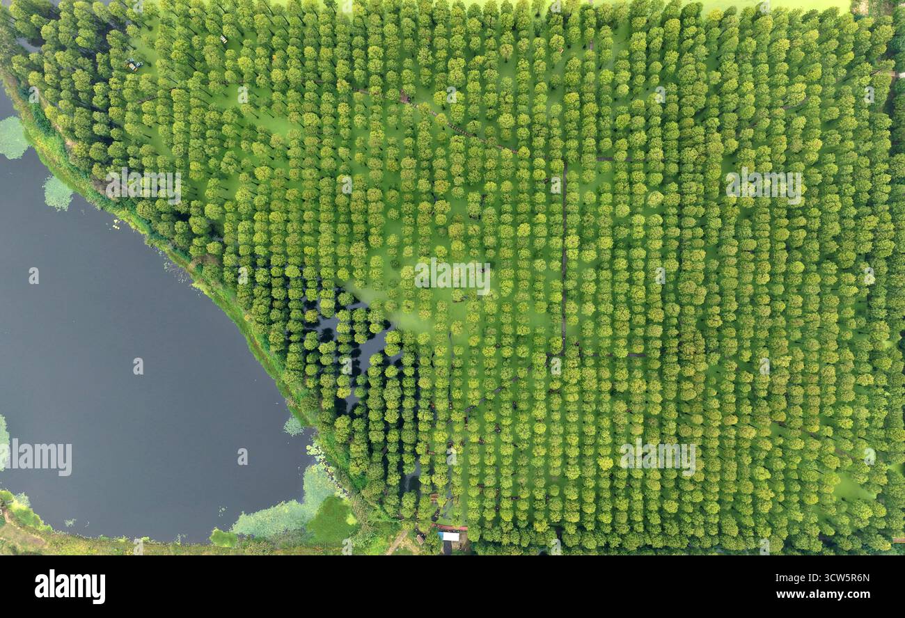 Aerial photo shows tourists visiting the water forest by boat at a ...