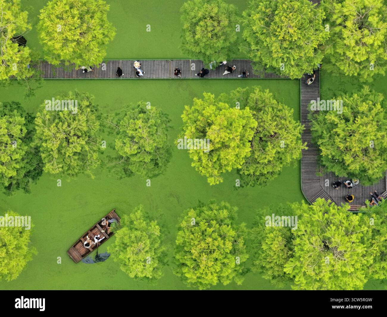 Aerial photo shows tourists visiting the water forest by boat at a ...