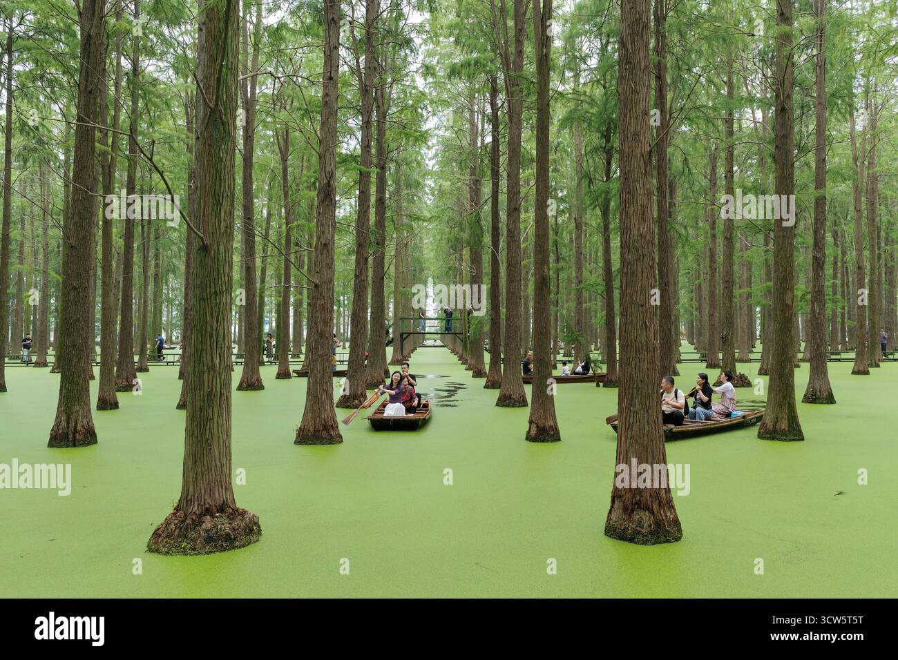 Aerial photo shows tourists visiting the water forest by boat at a ...