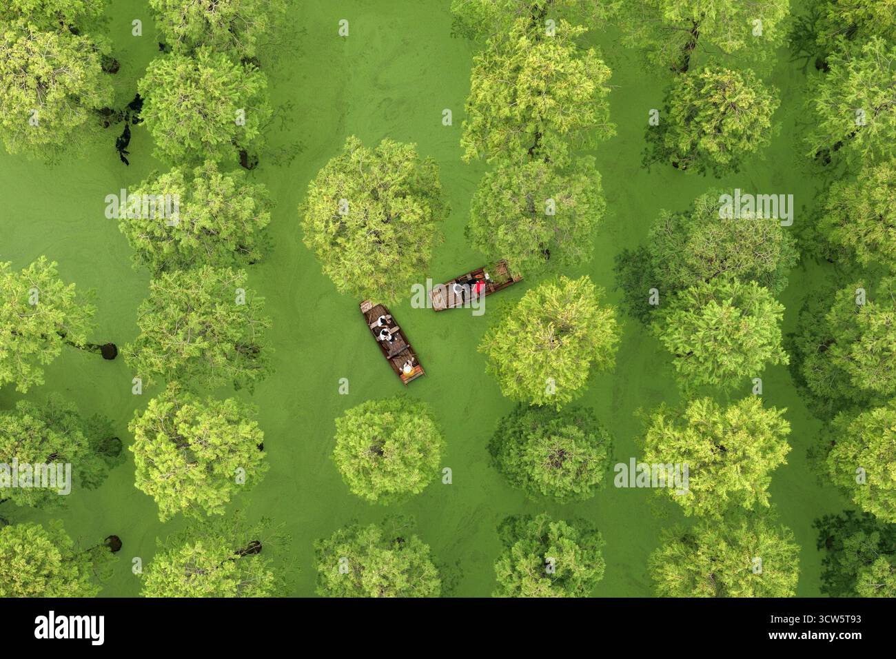 Aerial photo shows tourists visiting the water forest by boat at a ...