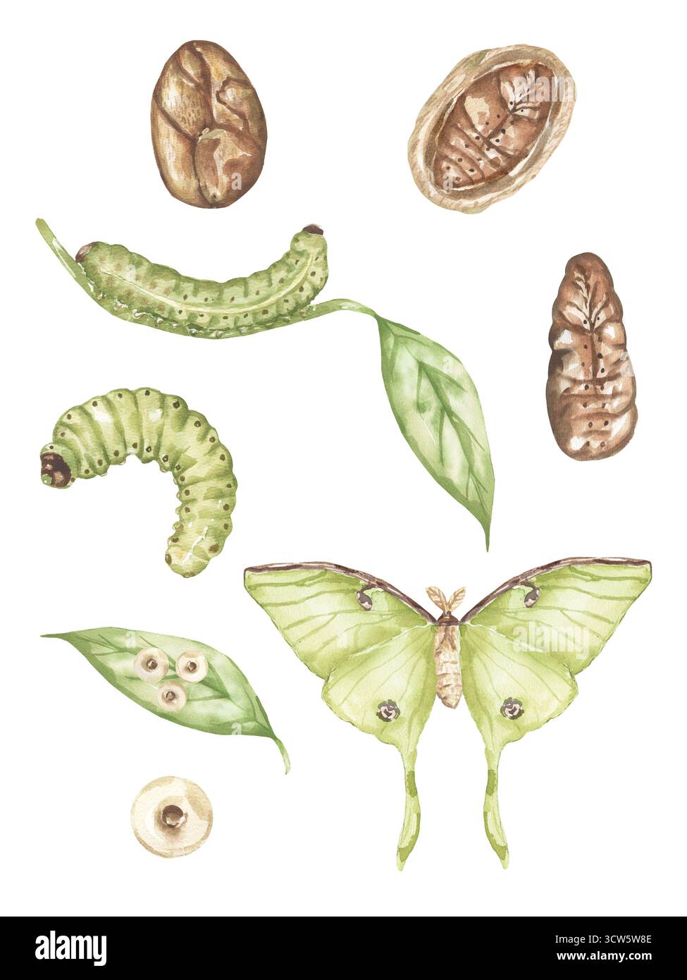 Watercolor illustration of butterfly life cycle, moth insects ...