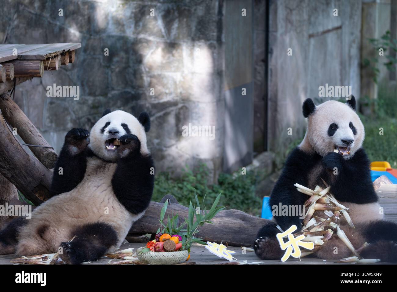 Giant pandas enjoy "mooncakes" for Mid-Autumn festival at Chongqing Zoo ...
