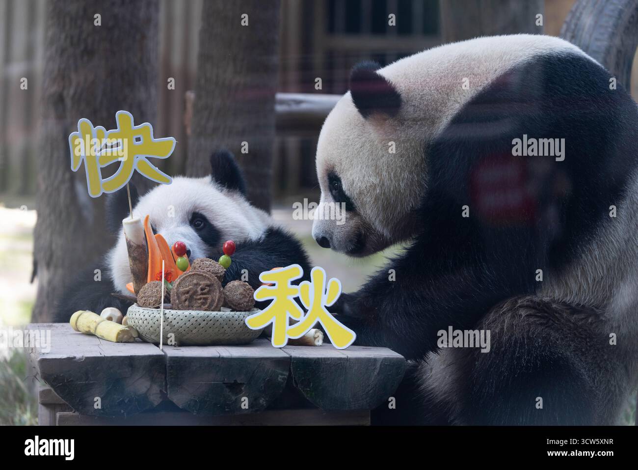 Giant pandas enjoy "mooncakes" for Mid-Autumn festival at Chongqing Zoo ...