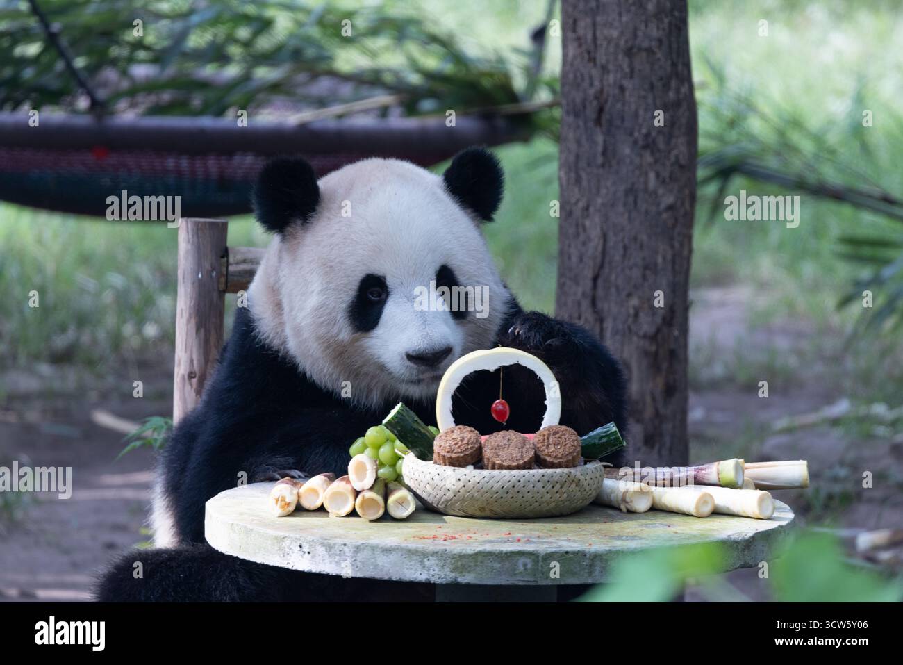 Giant pandas enjoy "mooncakes" for Mid-Autumn festival at Chongqing Zoo ...