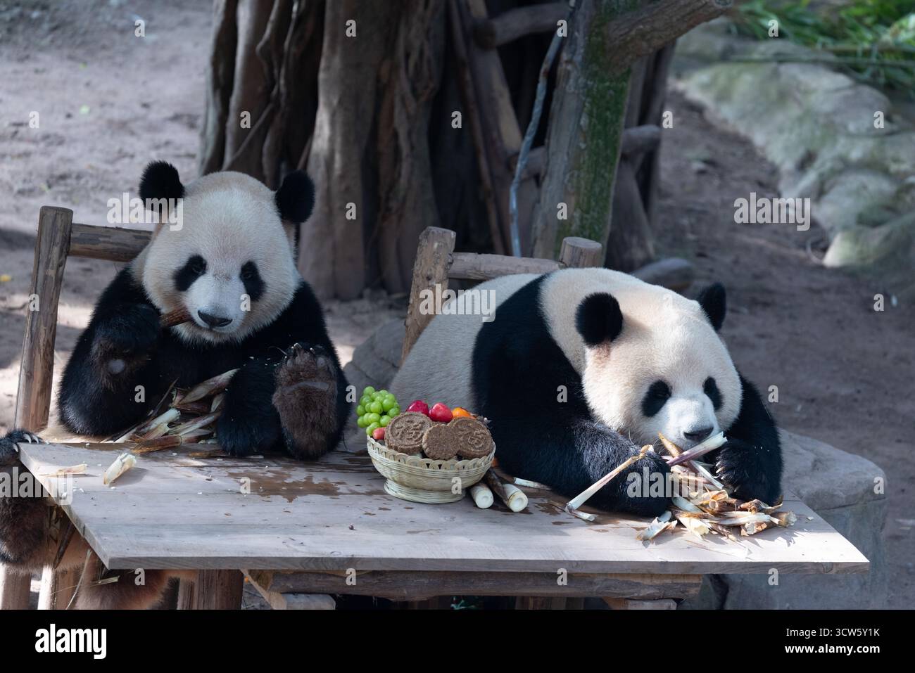 Giant pandas enjoy "mooncakes" for Mid-Autumn festival at Chongqing Zoo ...