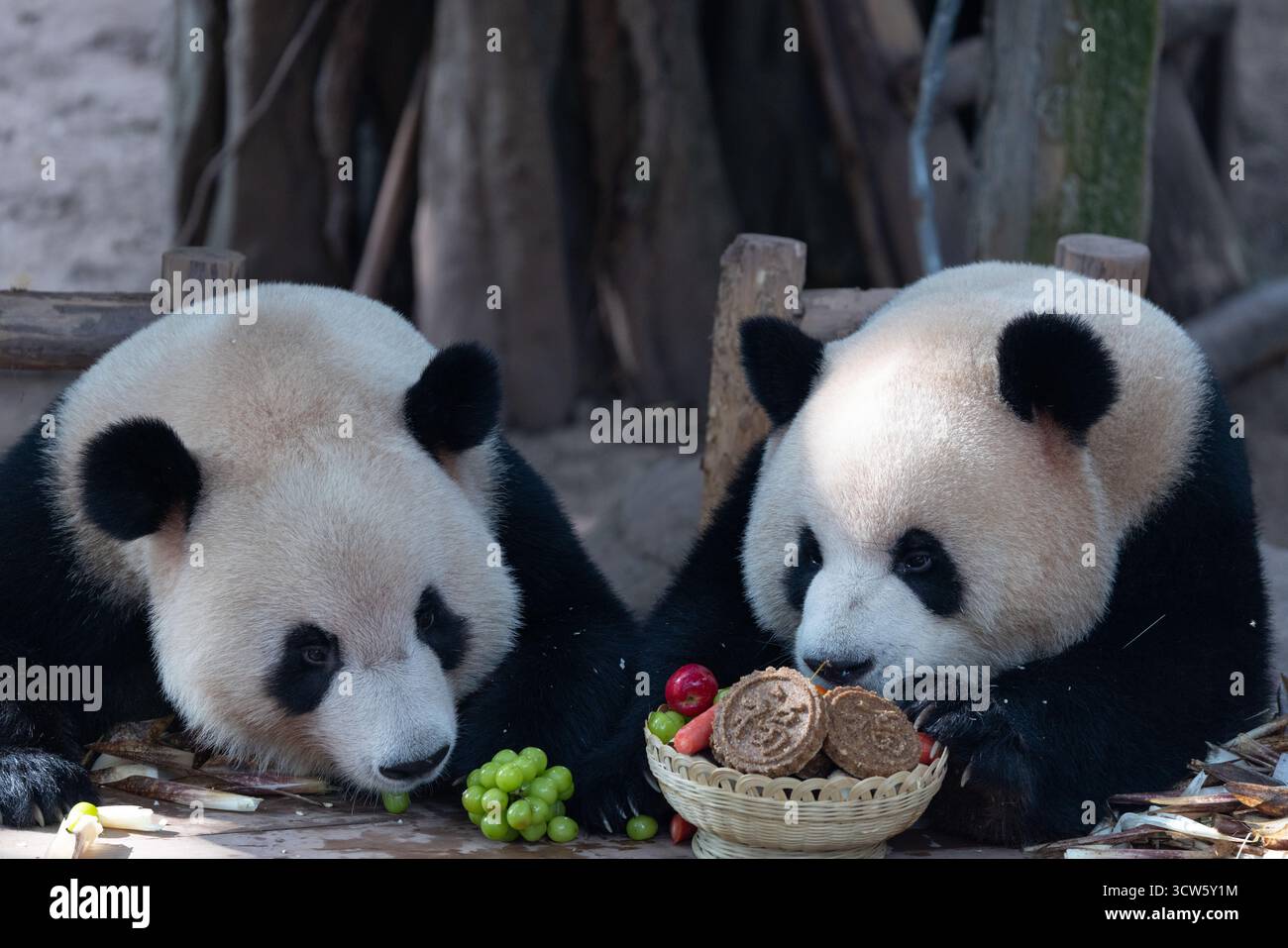 Giant pandas enjoy "mooncakes" for Mid-Autumn festival at Chongqing Zoo ...