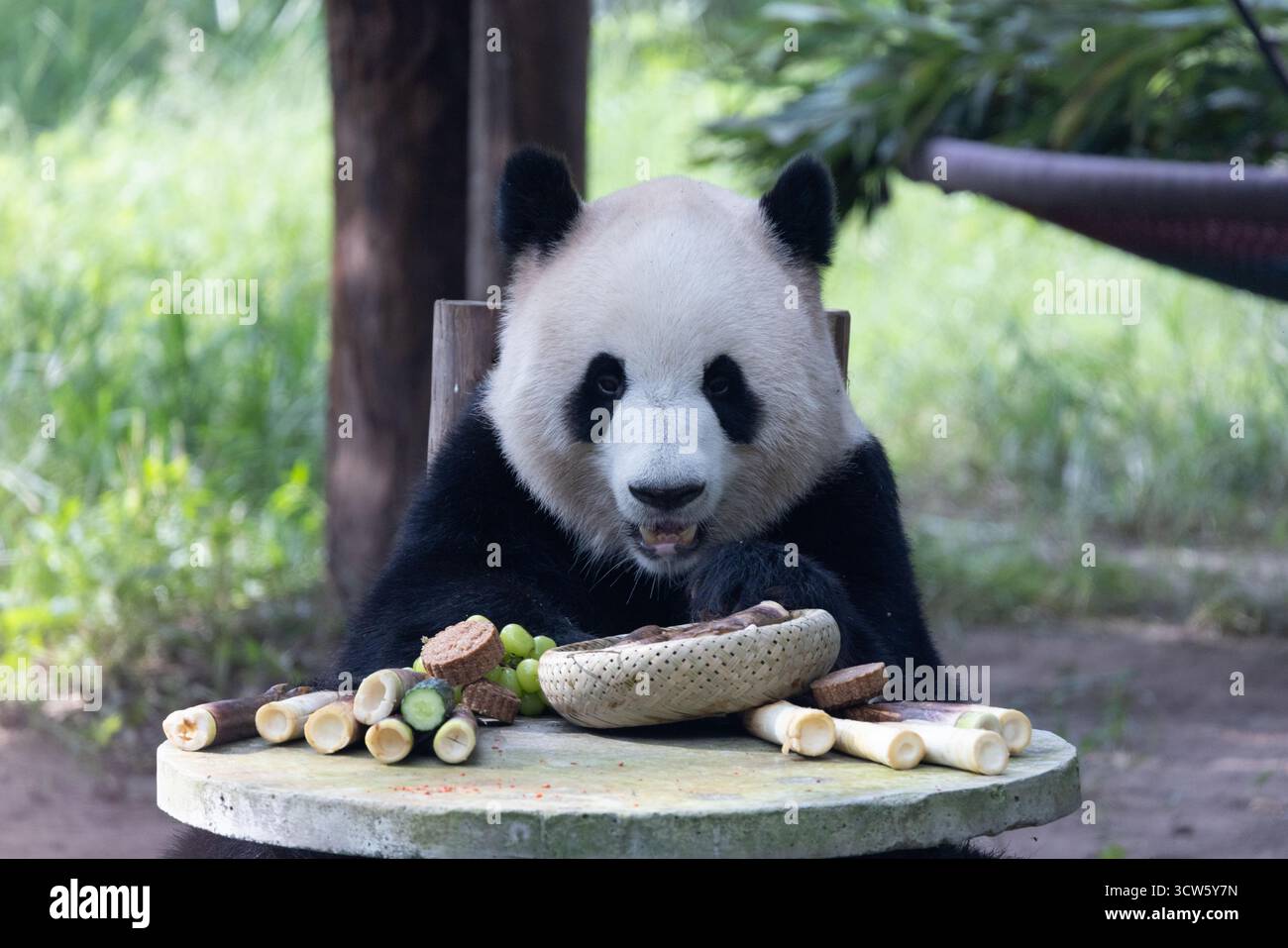 Giant pandas enjoy "mooncakes" for Mid-Autumn festival at Chongqing Zoo ...