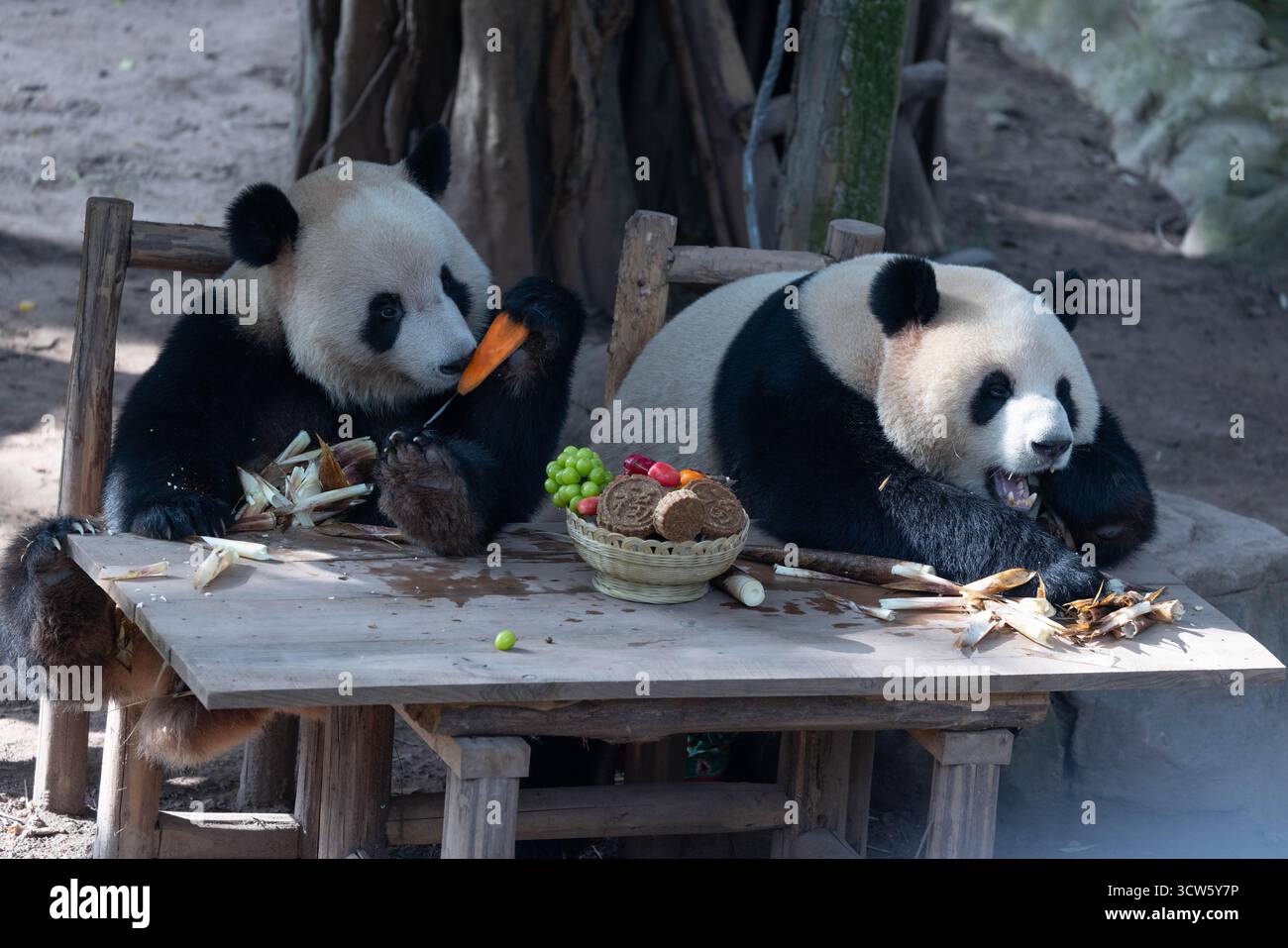 Giant pandas enjoy "mooncakes" for Mid-Autumn festival at Chongqing Zoo ...