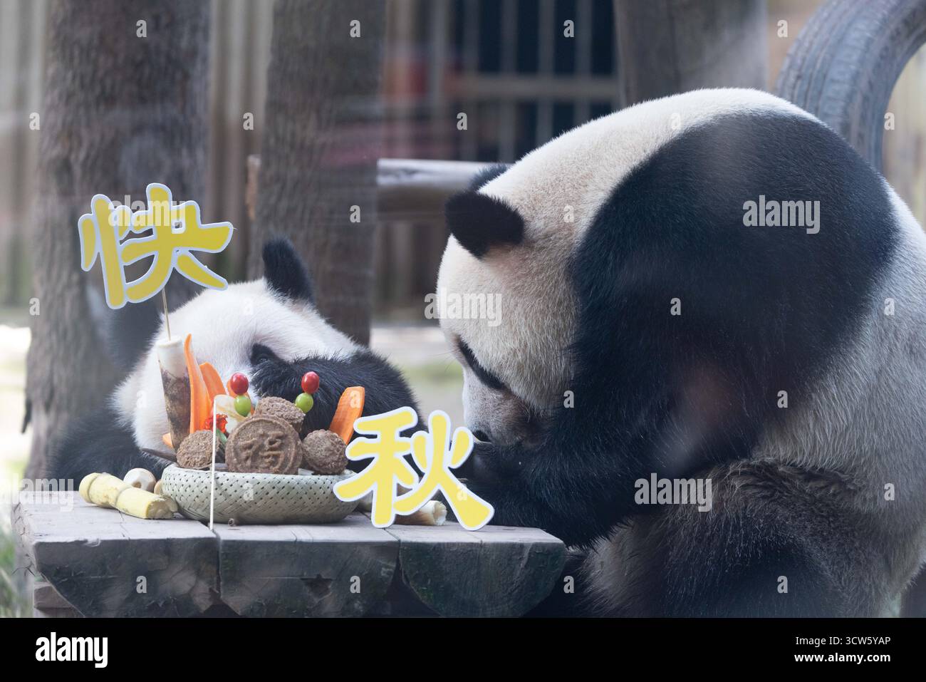Giant pandas enjoy "mooncakes" for Mid-Autumn festival at Chongqing Zoo ...