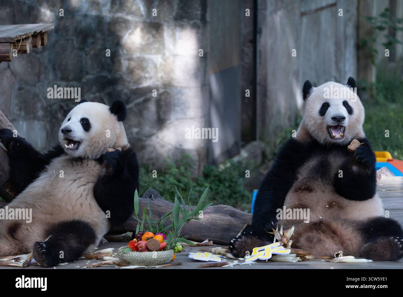 Giant pandas enjoy "mooncakes" for Mid-Autumn festival at Chongqing Zoo ...
