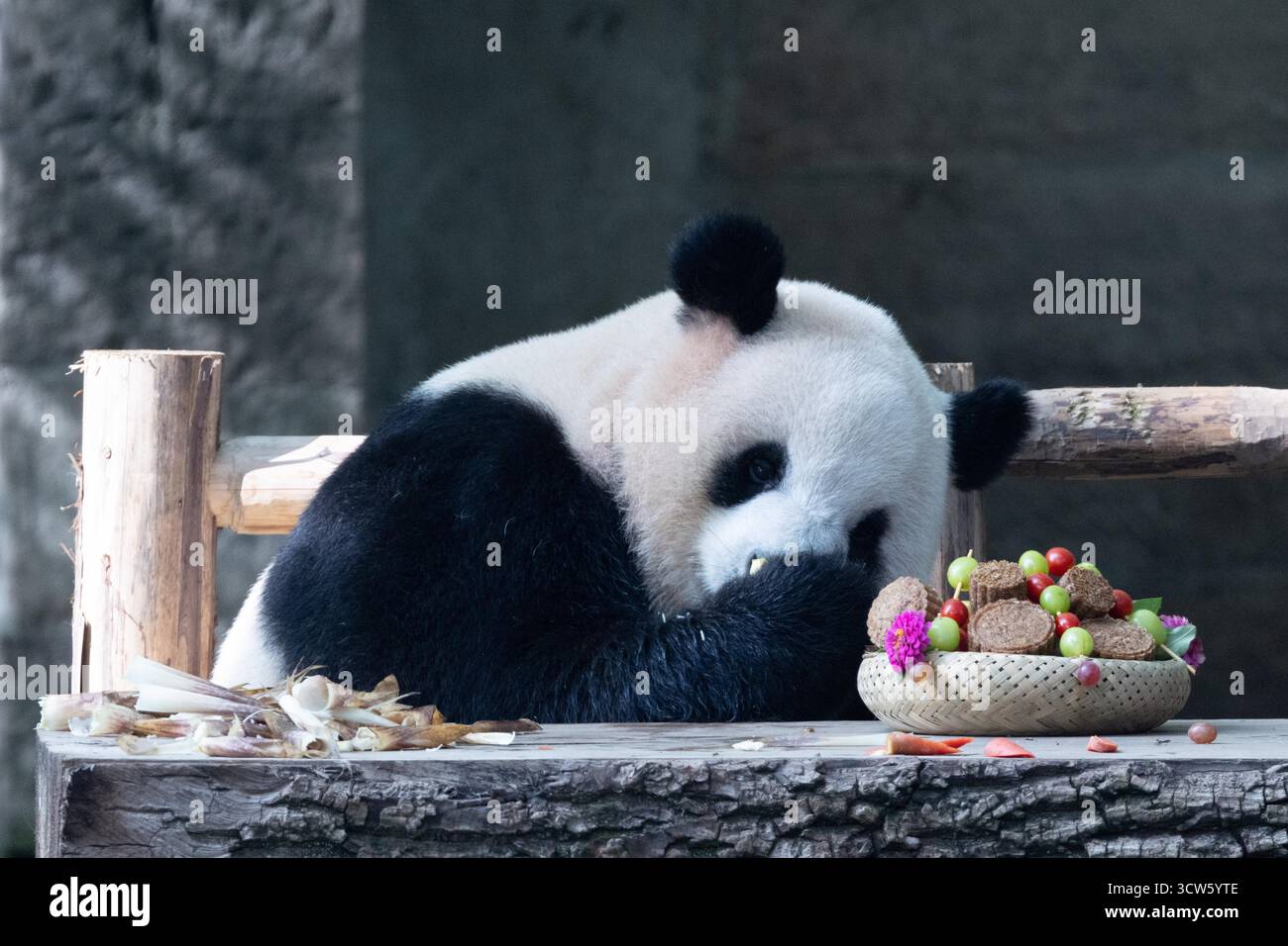 Giant pandas enjoy "mooncakes" for Mid-Autumn festival at Chongqing Zoo ...