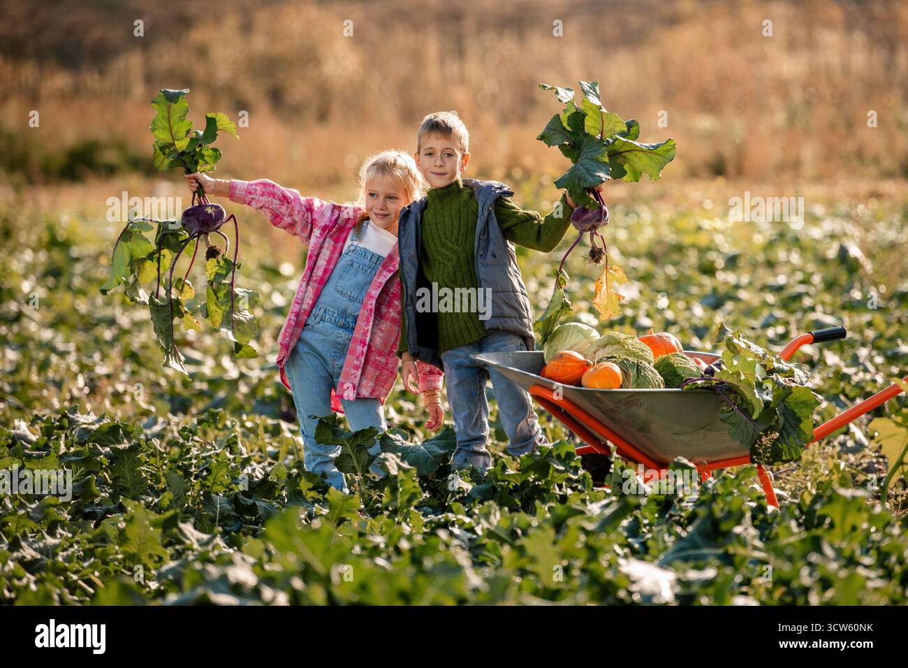girl and a boy pick vegetables in farmer's field. Organic garden Stock ...