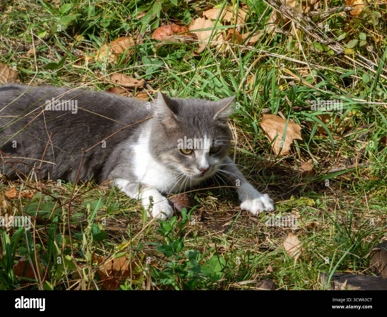 Focused cat stalking prey hi-res stock photography and images - Alamy