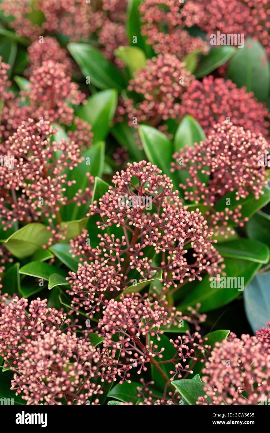 Dwarf japanese skimmia hi-res stock photography and images - Alamy