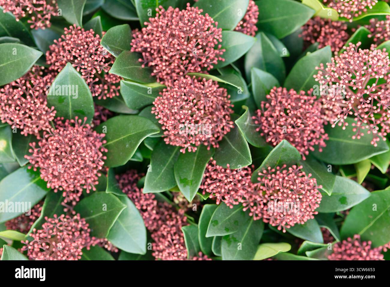 Dwarf japanese skimmia hi-res stock photography and images - Alamy