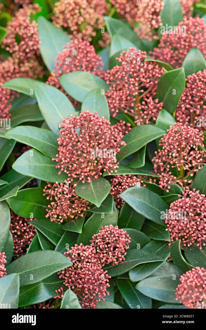 Dwarf skimmia hi-res stock photography and images - Alamy
