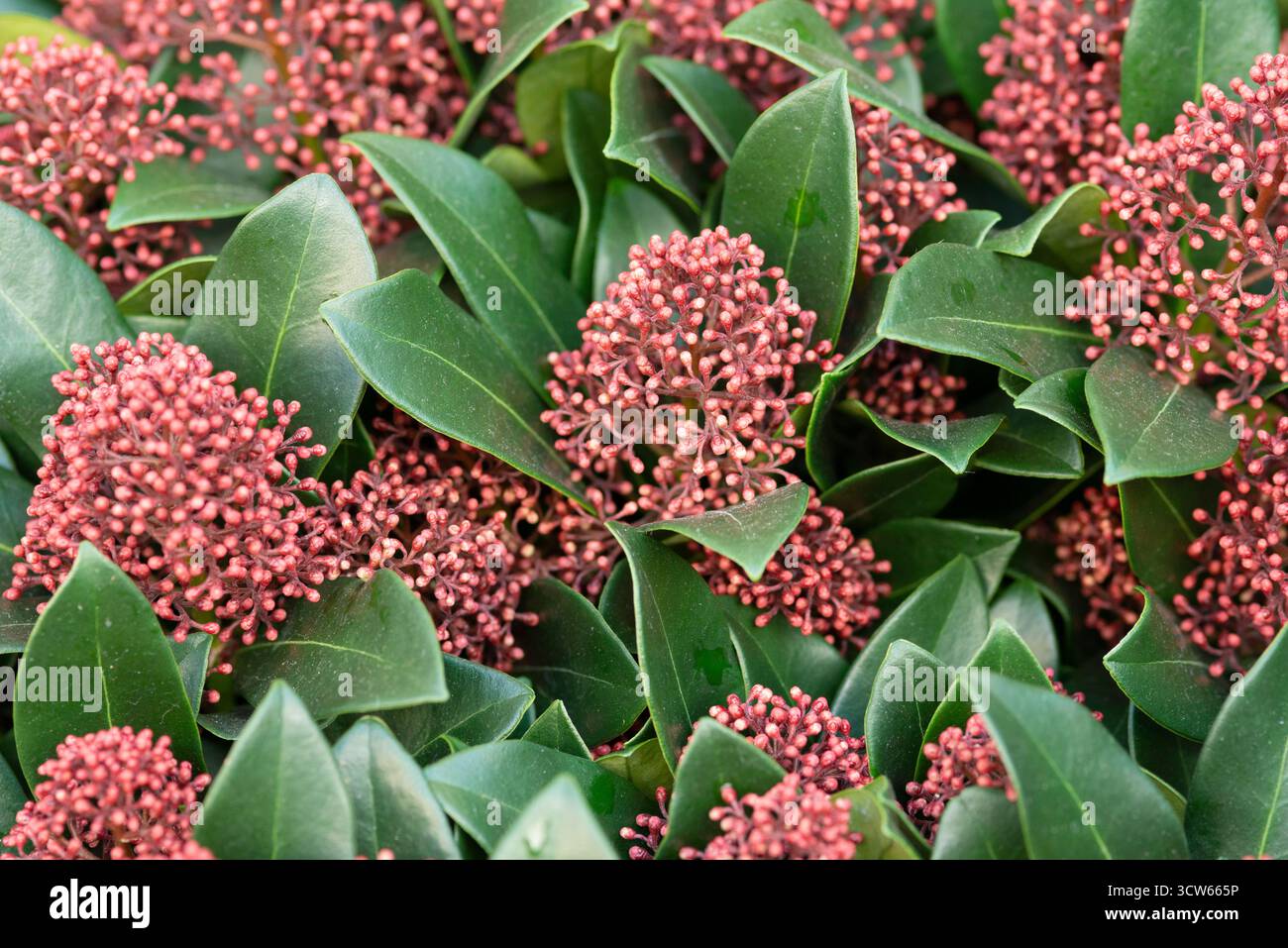 Dwarf skimmia hi-res stock photography and images - Alamy
