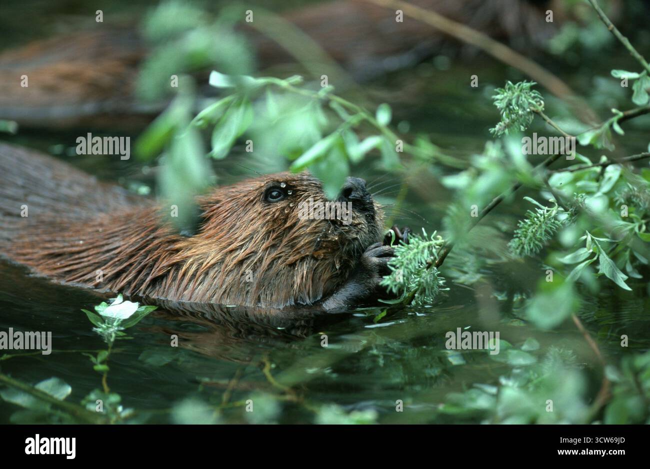 Female beaver castor fiber hi-res stock photography and images - Alamy
