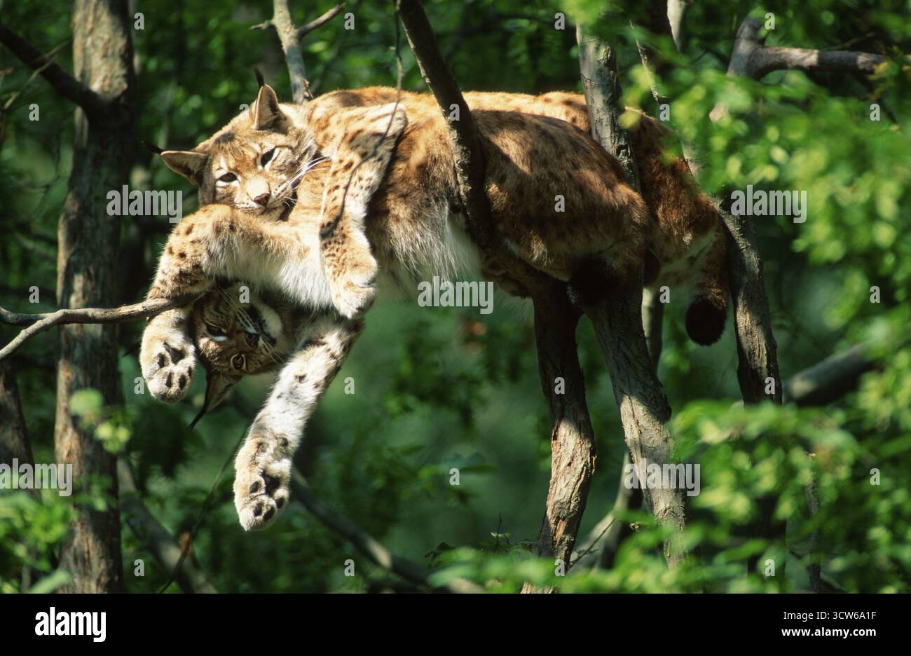 European Lynx (Lynx lynx) resting on tree (Felis lynx Stock Photo - Alamy