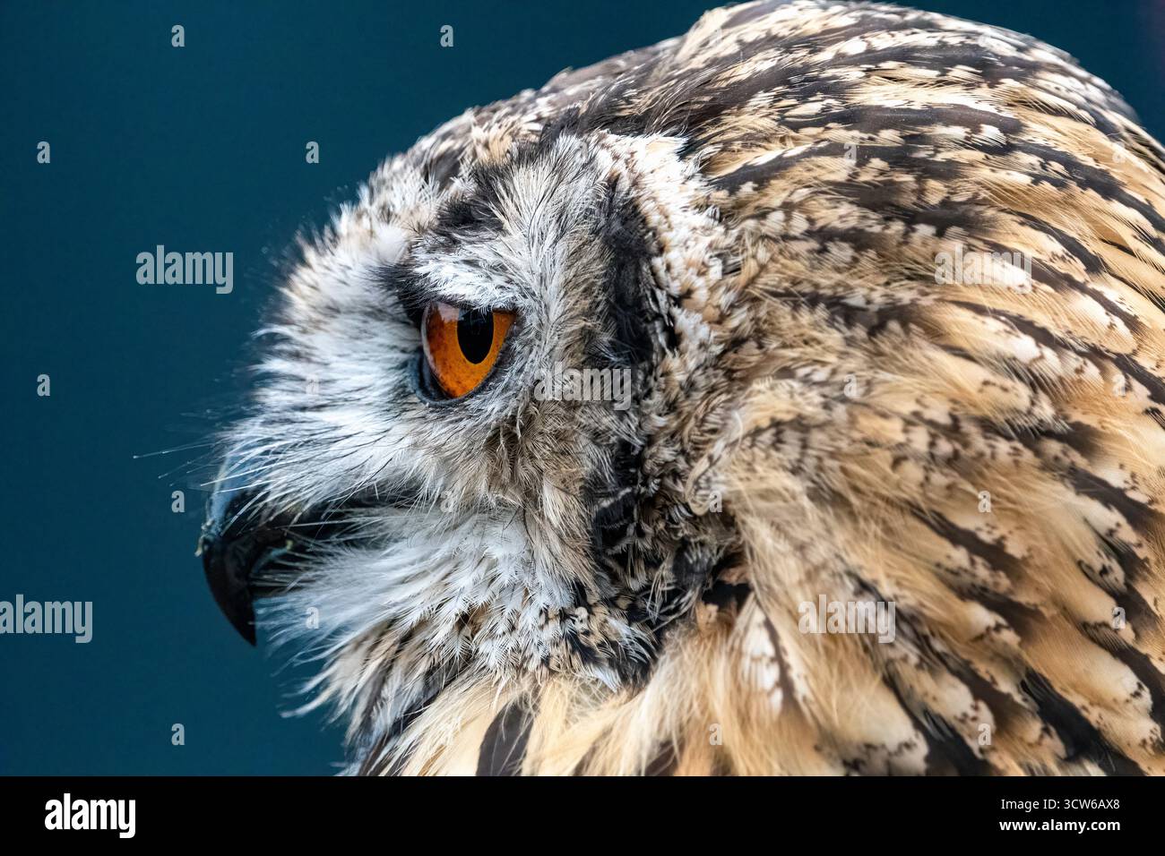 Side profile of beautiful African Spotted Eagle Owl Stock Photo - Alamy