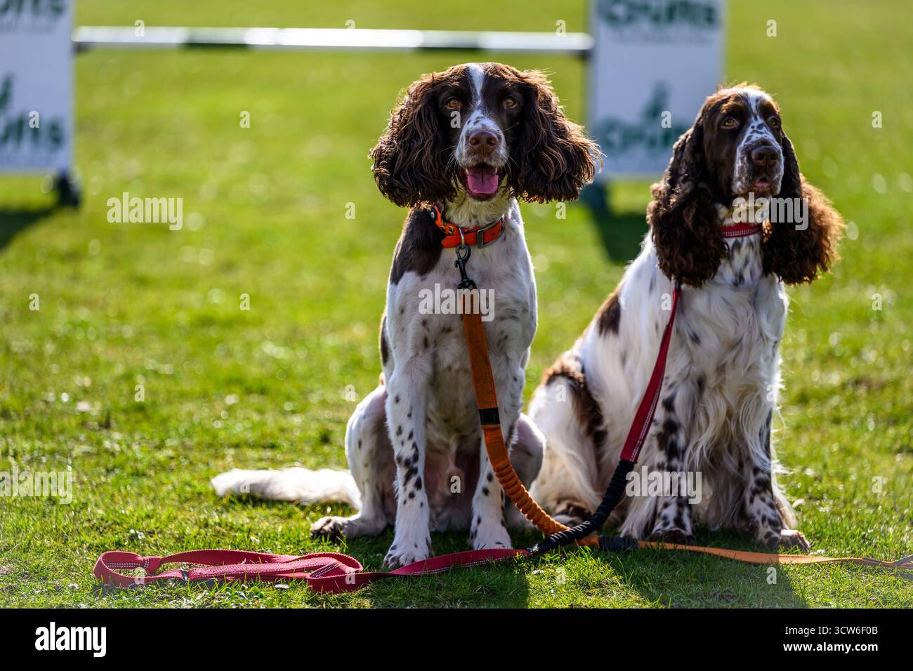 The launch of Crufts 2025 at Birmingham National Exhibition Centre 04 ...