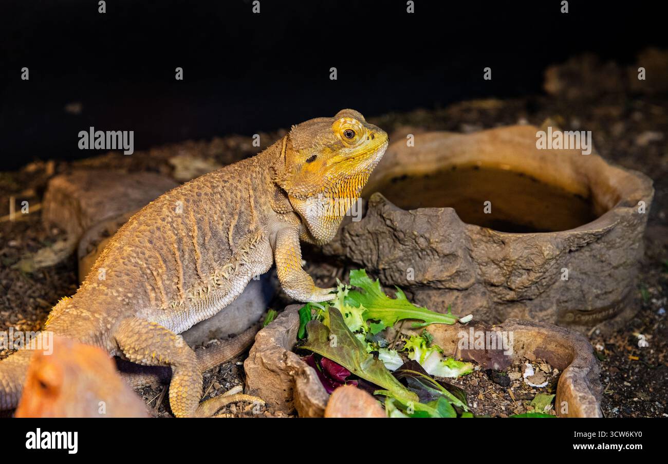 Bearded dragon lizards in water hi-res stock photography and images - Alamy