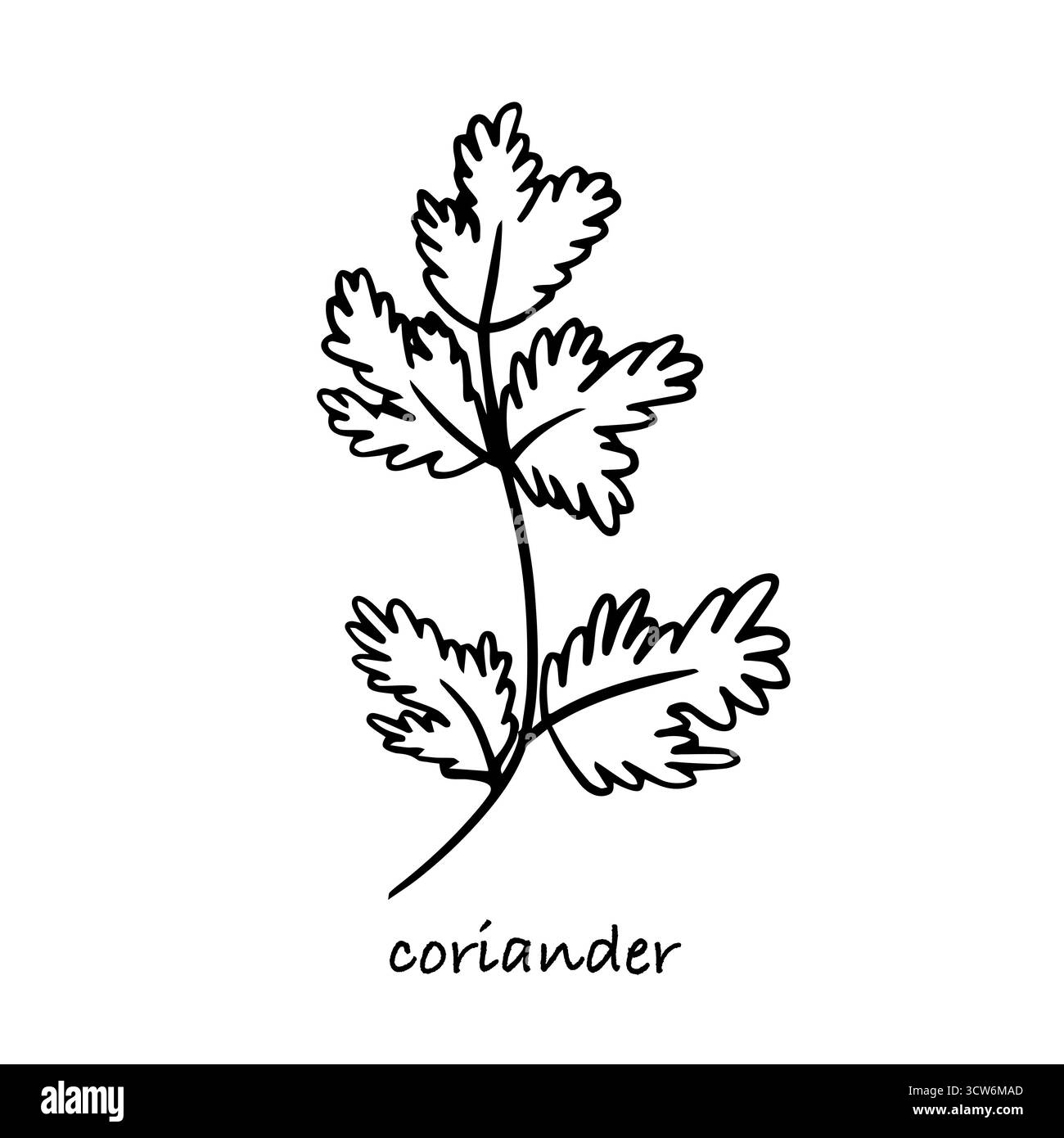 Botanical drawing coriander hi-res stock photography and images - Alamy