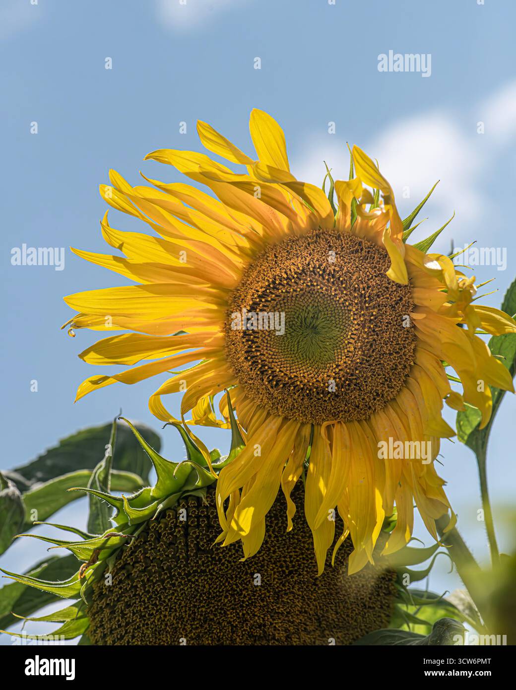 Sunflower in wind Stock Photo - Alamy