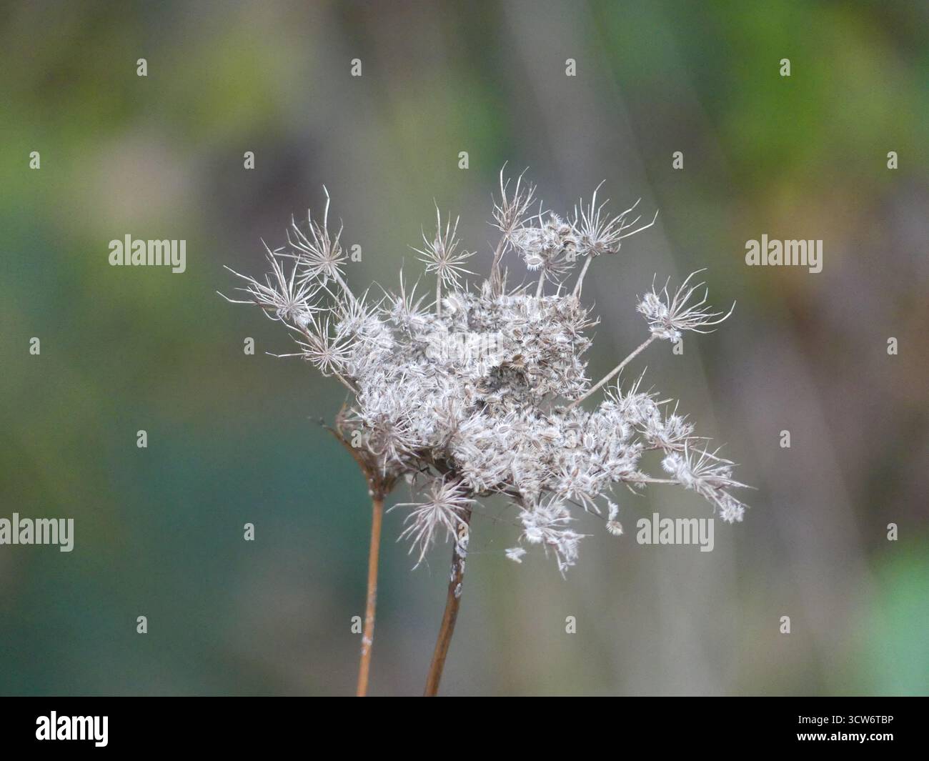 Wild Carrot Seed Queen Annes Lace