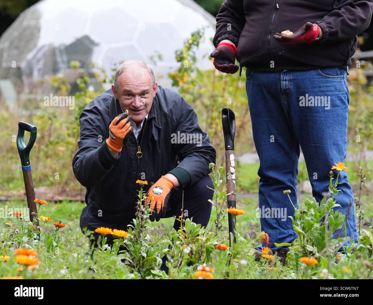 Liberal Democrats leader Sir Ed Davey picks potatoes from the potato ...