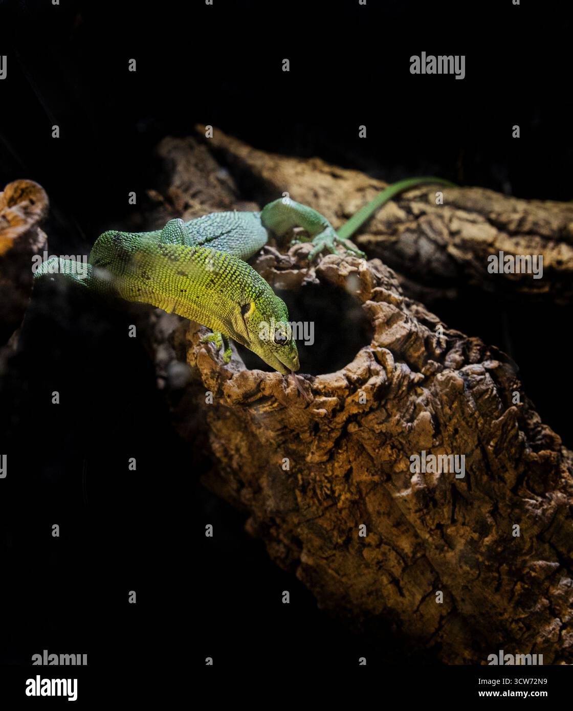 Varanus lizard on black hi-res stock photography and images - Alamy