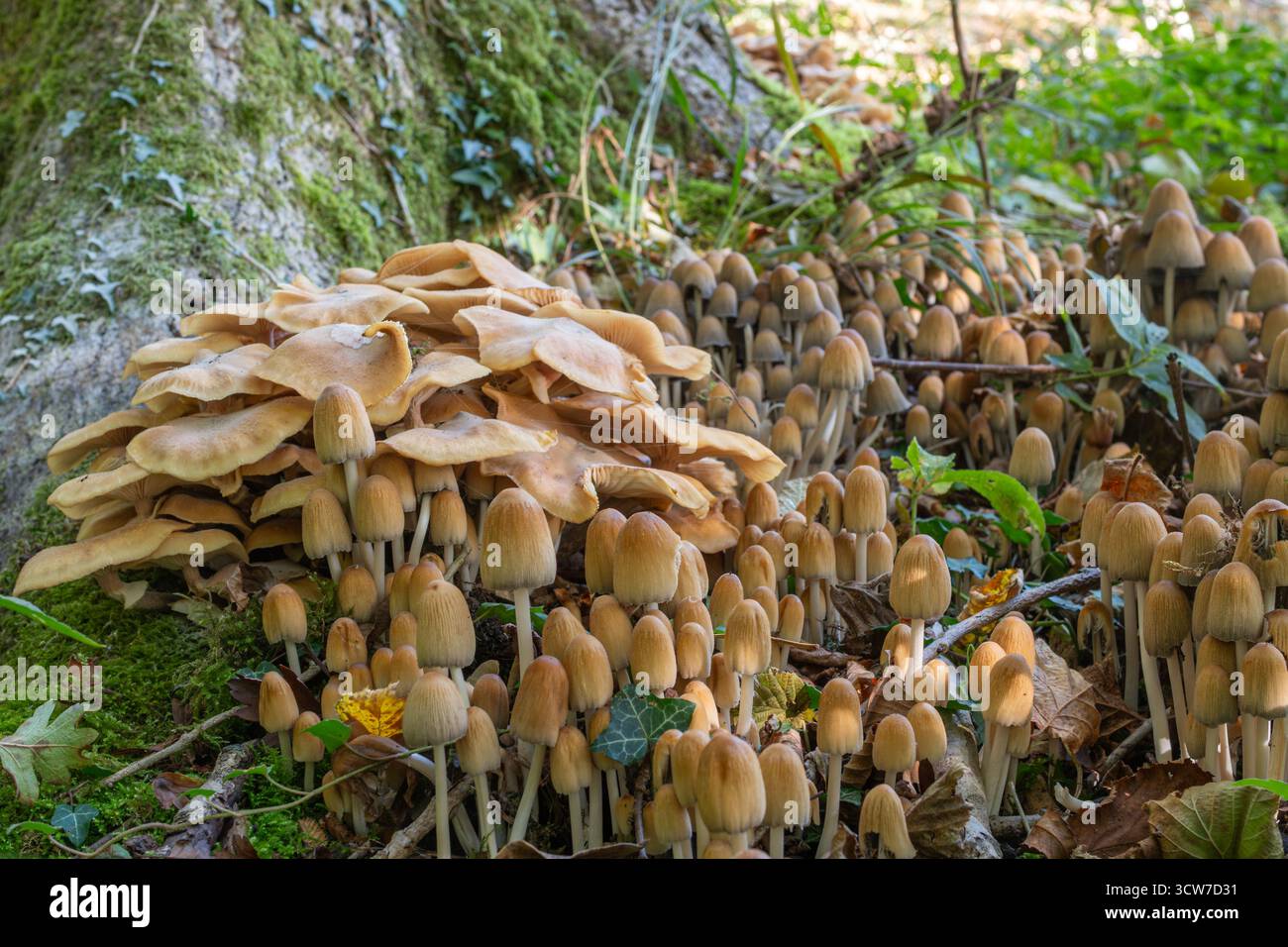 Honey fungus (Armillaria sp) and inkcap fungi growing around the base ...